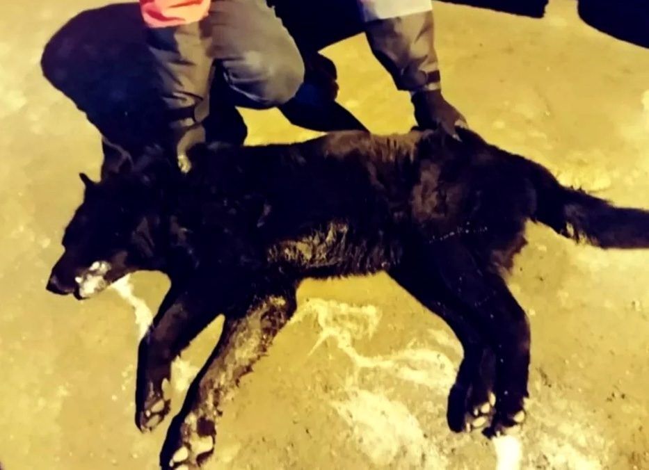 Más de 60 perros aparecieron envenenados en Río Turbio