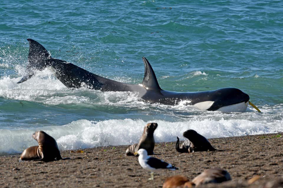 Dos nuevas crías de orca en Península Valdés
