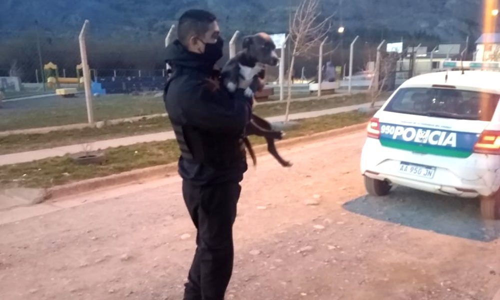 Recuperaron un perro denunciado como robado