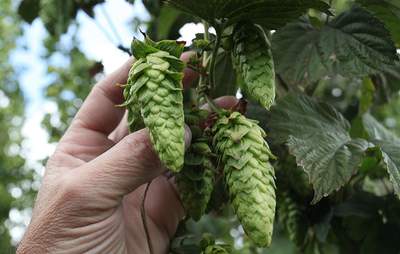 Río Negro exportó por primera vez lúpulo a los Estados Unidos - Radio 3 ...