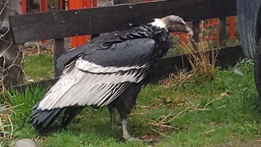 Estiman que la recuperación de “Quica” llevará no menos de 4 meses