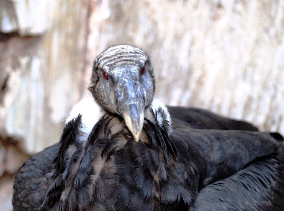 La cóndor Quica, pese a tener niveles preocupantes de plomo, no tiene ...