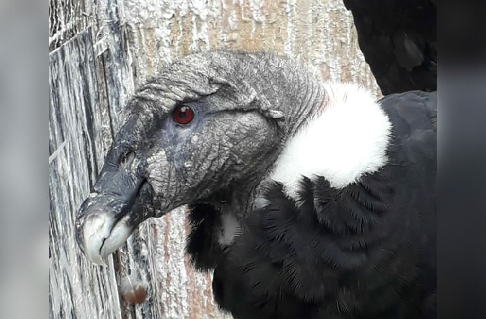 La cóndor "Quica" volvería a Esquel antes de fin de mes para ser ...