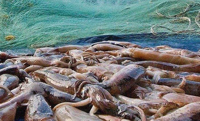 La temporada de calamar finalizaría con un nuevo récord de captura ...