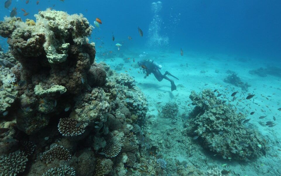 Los arrecifes de coral corren el riesgo de desaparecer a finales de siglo, advirtió la Unesco ...
