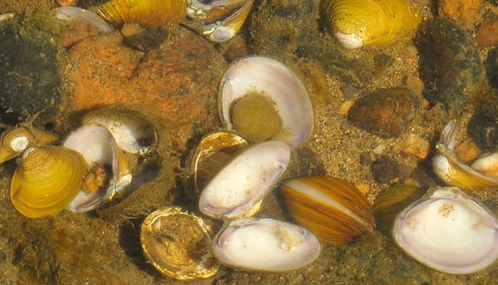 Hallaron una almeja asiática invasora en el Río Chubut y piden ...