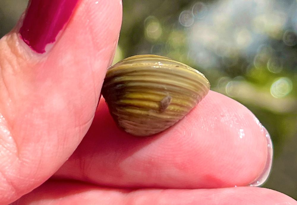 Hallaron una almeja asiática invasora en el Río Chubut y piden ...