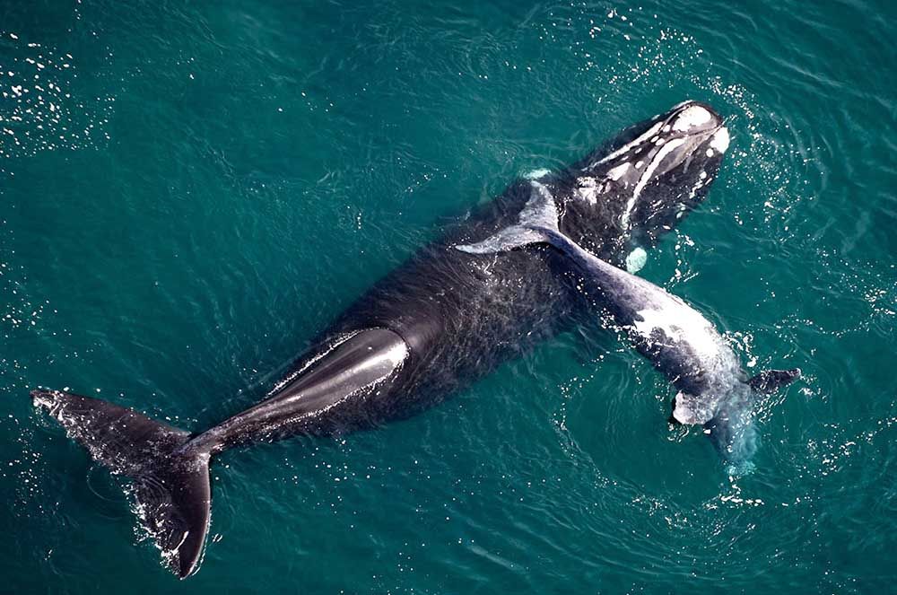 El registro de “Rodocrosita” y su aporte para conocer mejor a las ballenas francas