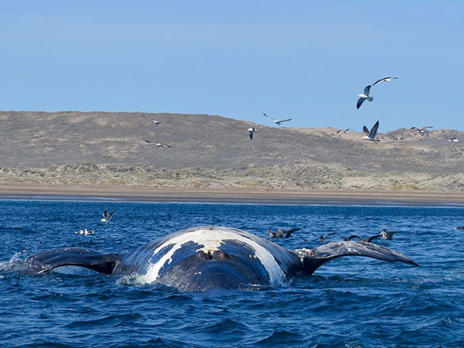 Encontraron toxinas de "marea roja" en los cuerpos de las ballenas ...