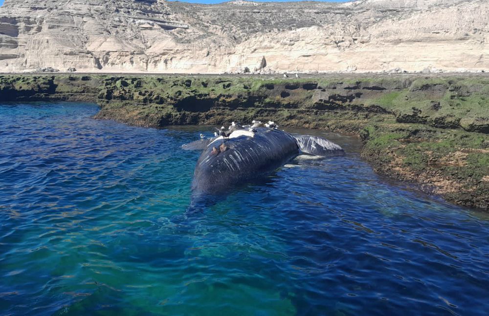 Marea Roja: “Con el calentamiento de los mares cada vez aparecen más ...