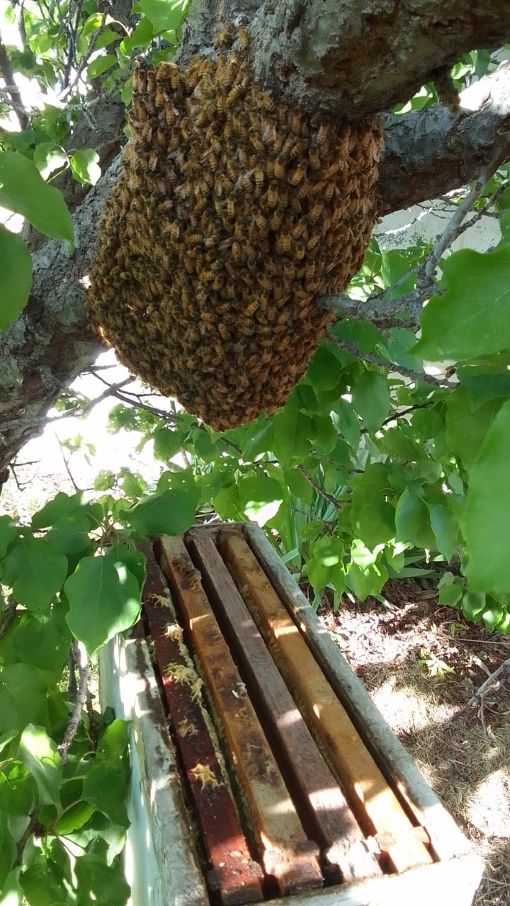 Trelew: reubican enjambres para preservar la subsistencia de las abejas ...