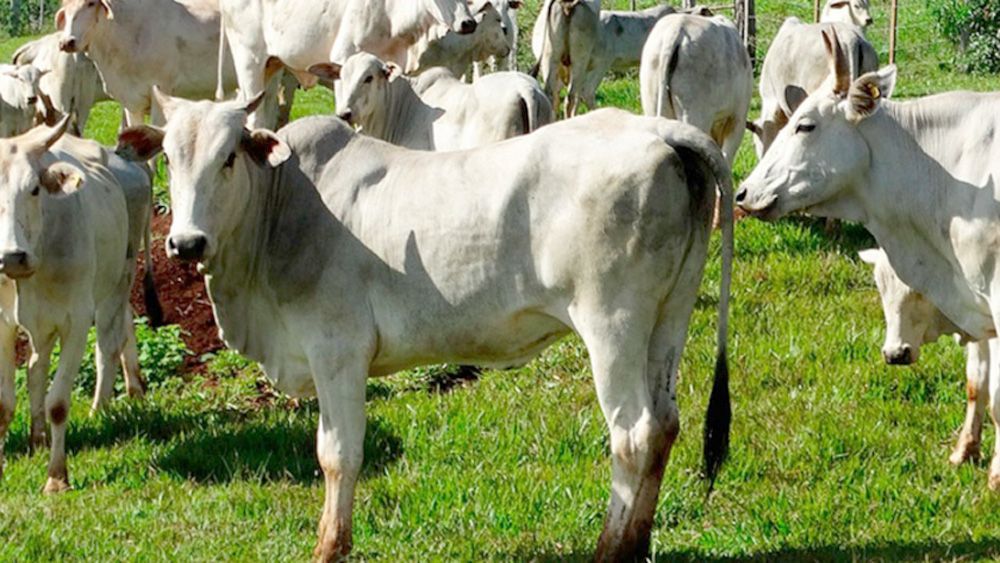 Brasil sacrificó bovino por un caso de “vaca loca” y suspende ...