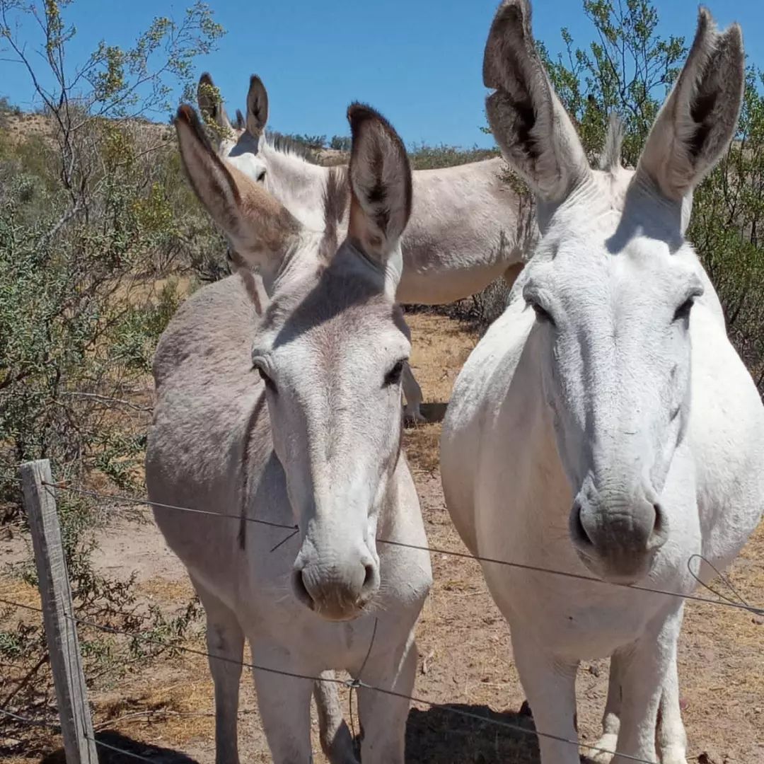 Los burros, una alternativa para espantar depredadores en los campos de ...