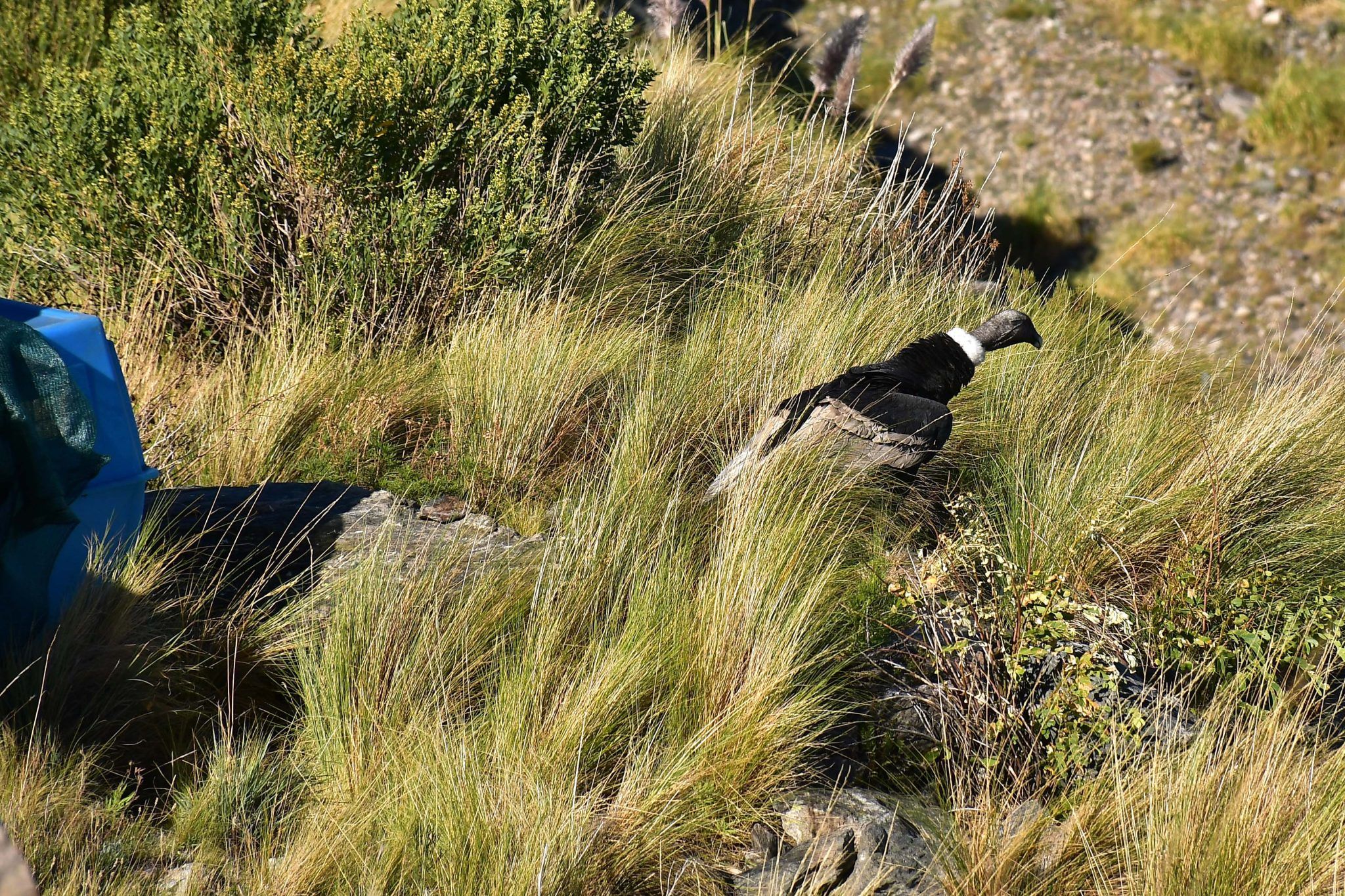 Liberaron a una hembra de cóndor andino en San Luis - Radio 3 Cadena ...