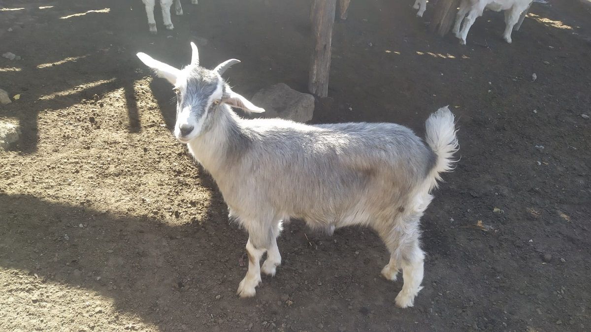 Dos familias terminaron en la comisaría discutiendo por la pertenencia ...