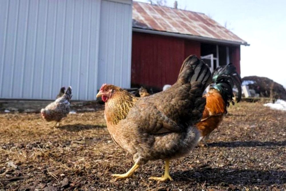 Recomendaciones respecto de la transmisión de la gripe aviar