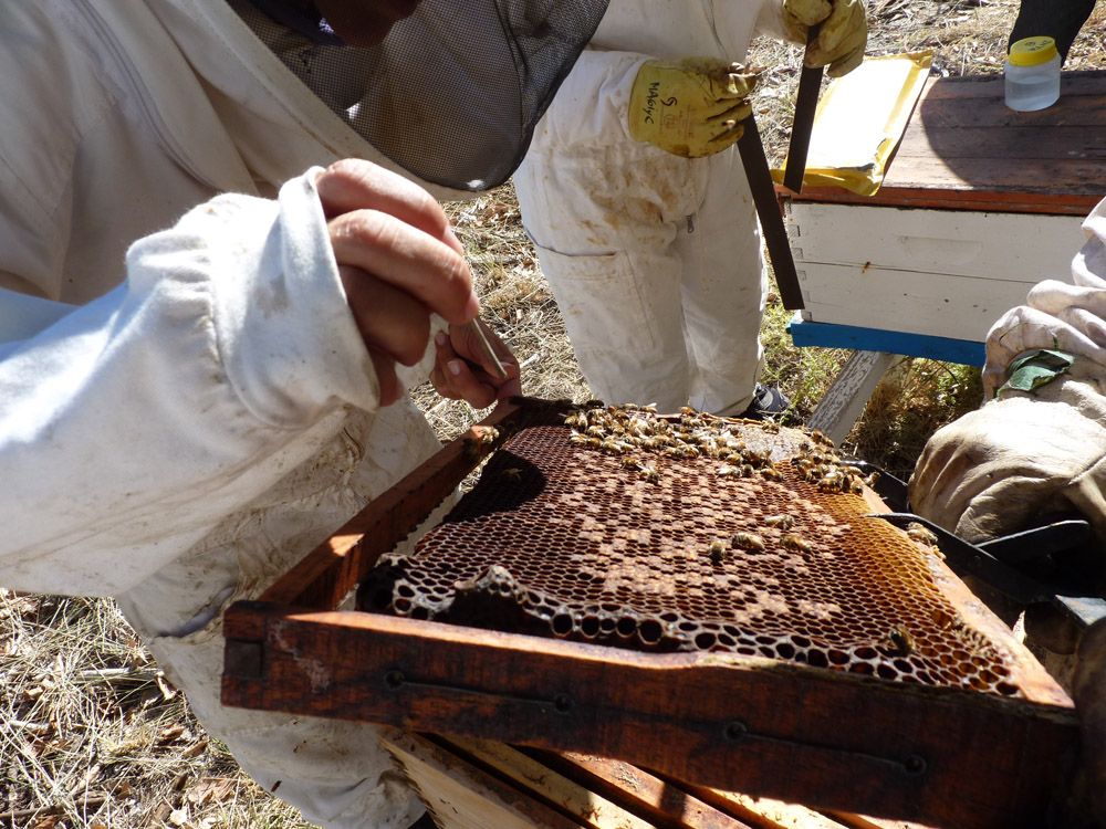 Convocan a productores de miel a sumarse al RENAPA