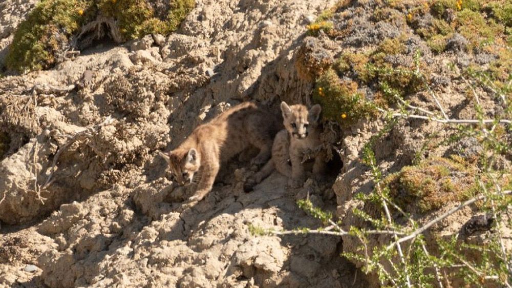 Estudio sostiene que el puma prefiere cazar guanacos antes que ovejas