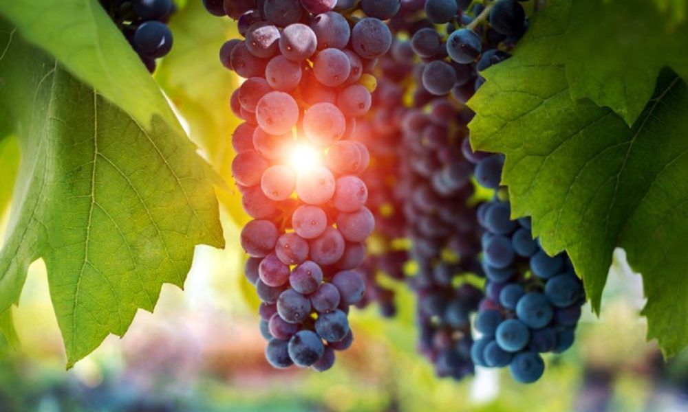 ¿Conocés las variedades de uvas tintas con mayor elaboración en el mundo? - Radio 3 Cadena Patagonia