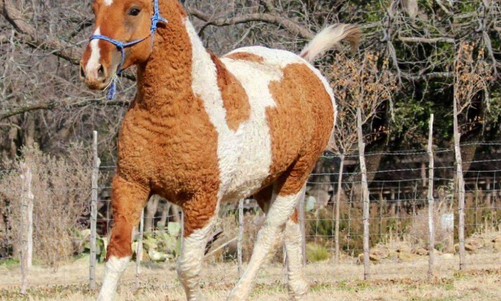 FOTOS Y VIDEO | Los misteriosos caballos con rulos de la Patagonia ...