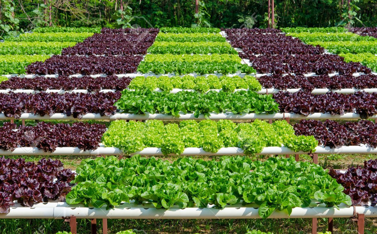 Misiones certifica a chacras agroecológicas para impulsar la calidad y ...