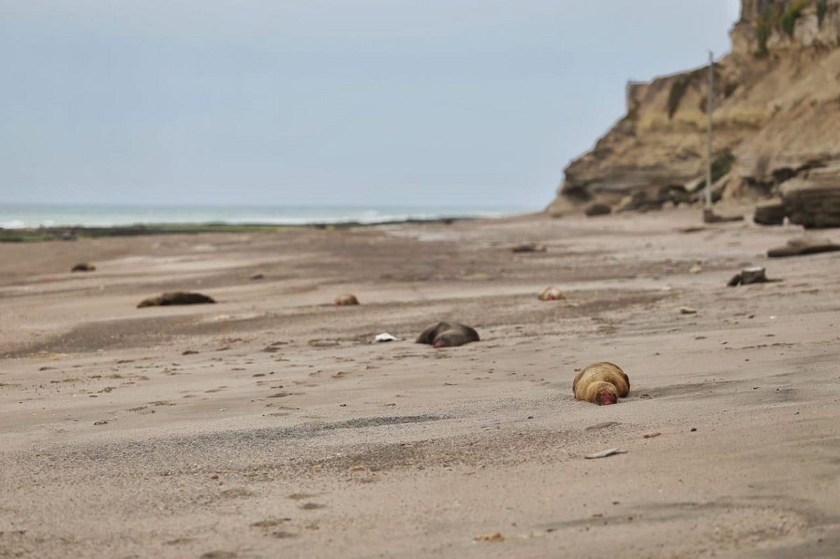 Ya se registran más de 900 ejemplares de lobos marinos muertos por la ...