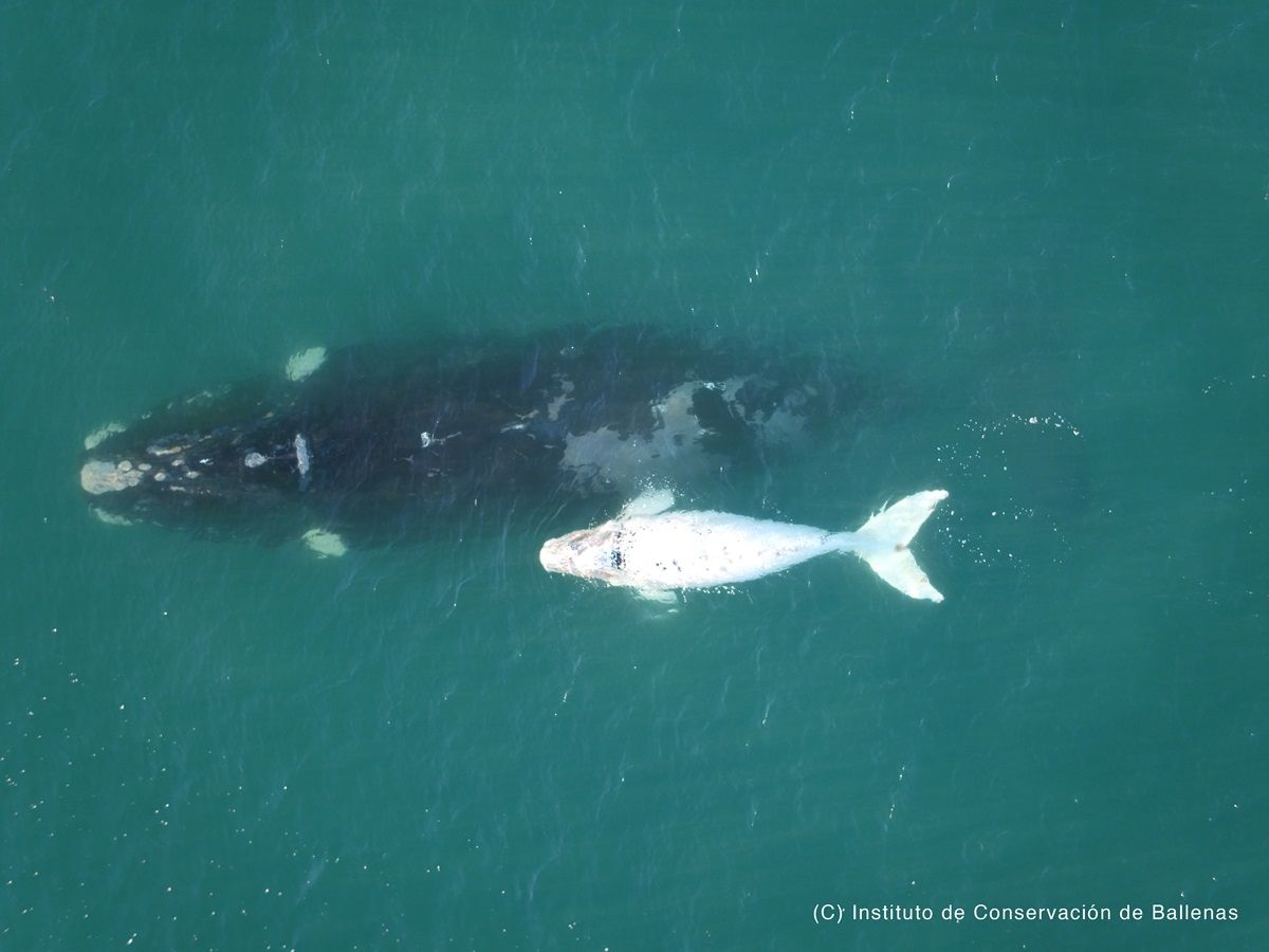 Ballenas emblemáticas revelan sus historias en proyecto de ...