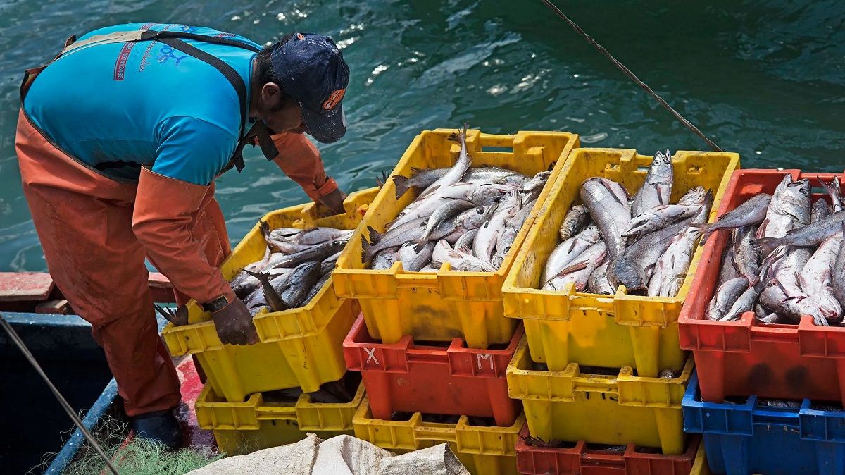 Establecen límites de captura de merluza, abadejo, polaca y bacalao ...