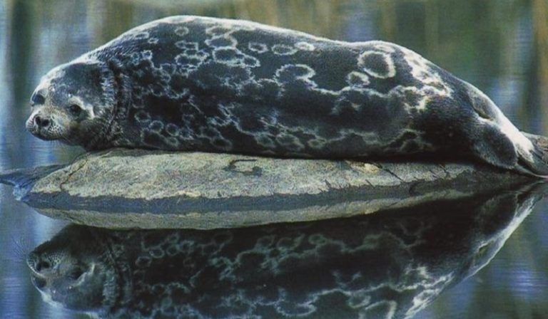 Descubrieron una nueva especie de foca anillada - Radio 3 Cadena Patagonia