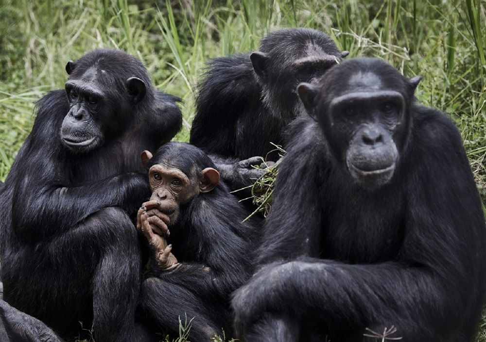 Estudio científico revela la sorprendente memoria social de chimpancés ...
