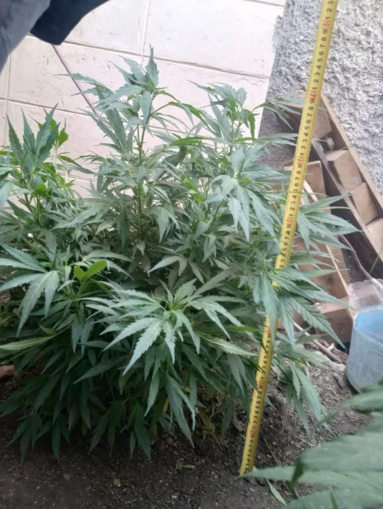 Secuestraron 20 plantas de marihuana en un allanamiento por robo