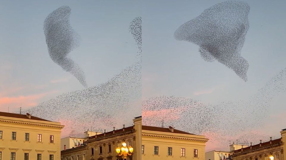 MIRÁ EL VIDEO | Un grupo de estorninos crean un espectáculo en Cerdeña - Radio 3 Cadena Patagonia