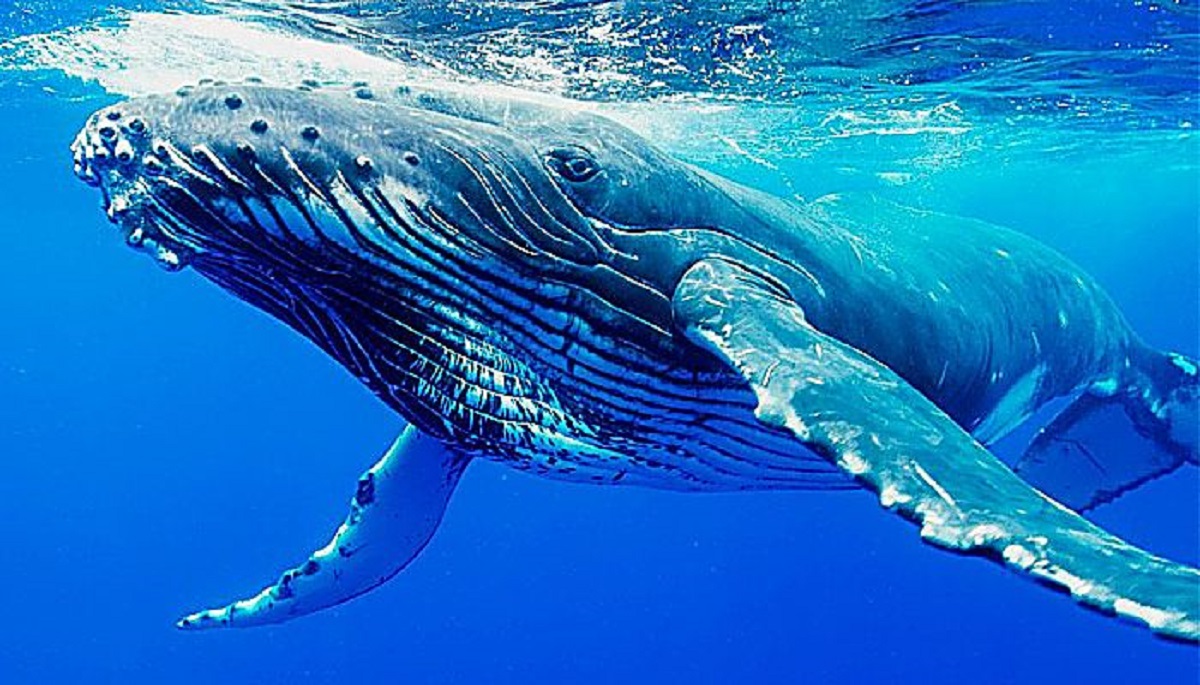 Nuevo descubrimiento desafía creencias sobre la evolución de las ...