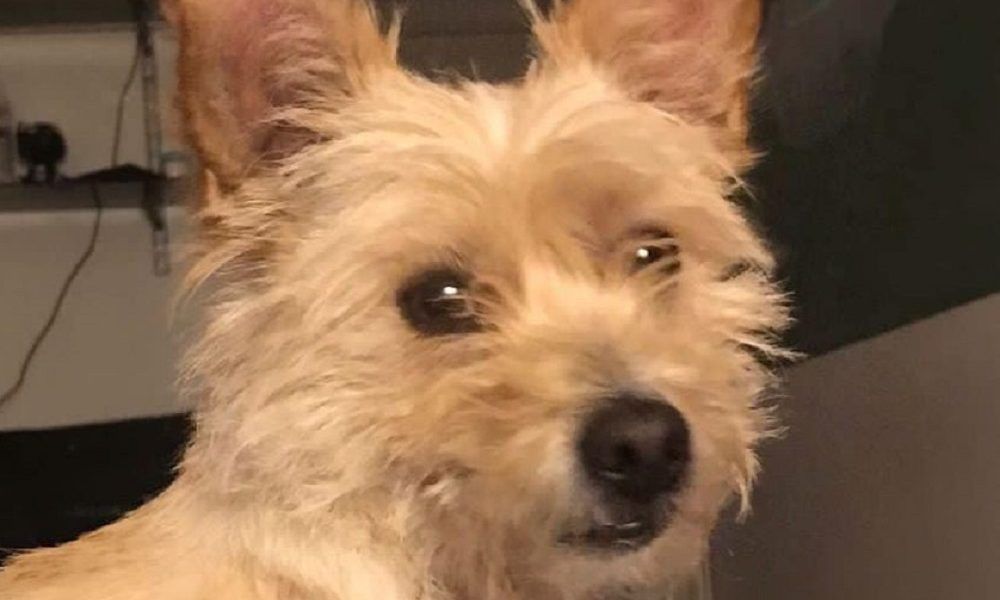 Bella cachorra está lista para adopción responsable - Radio 3 Cadena ...