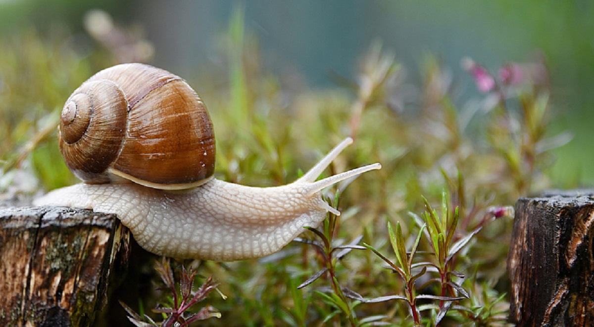 Impulsan el uso de baba de caracol para el cuidado de la piel - Radio 3 ...