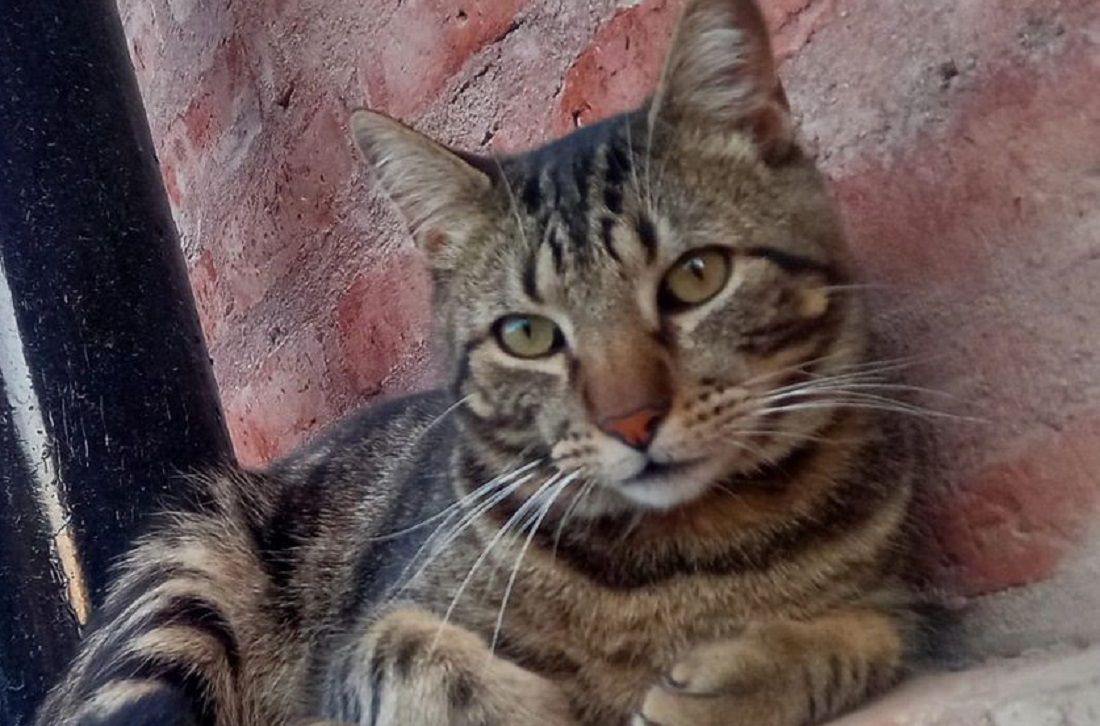 Se llama Locky y su familia lo busca desde el 31 de diciembre - Radio 3 ...