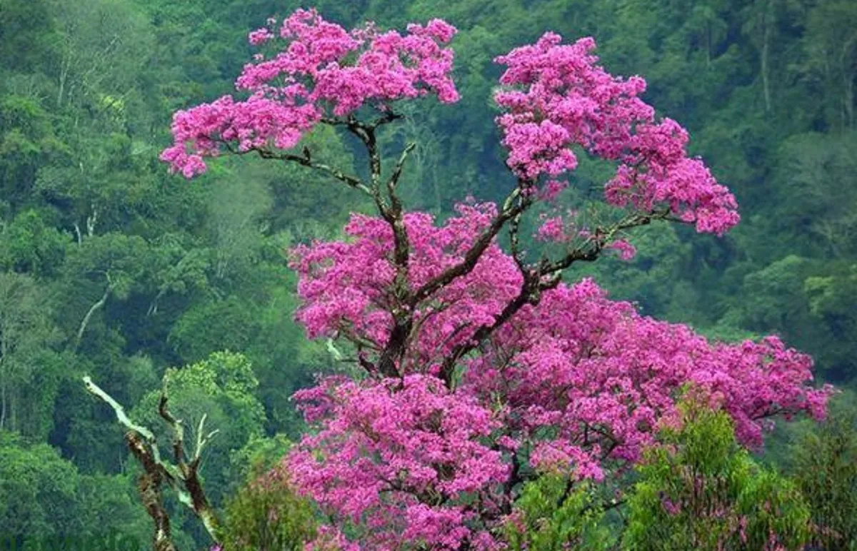 Parques Nacionales | Descubriendo el Lapacho Rosado - Radio 3 Cadena ...