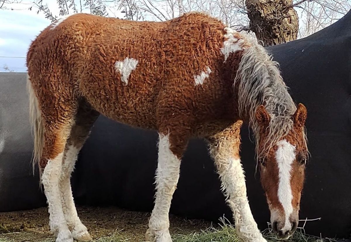 La raza de caballos que es única en la Patagonia y en el continente ...