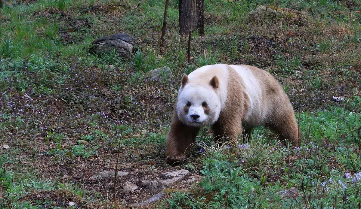 Revelan la razón del color de los osos panda marrones - Radio 3 Cadena ...