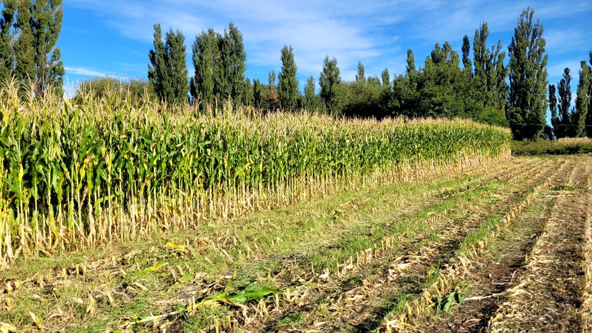 Cosecha de maíz en el VIRCH: clave para la producción de carne bovina ...