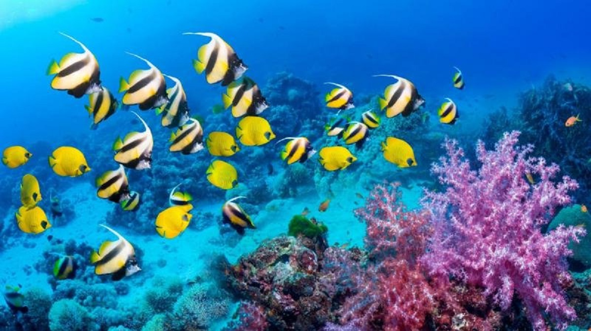 Revelan por qué los peces se están achicando - Radio 3 Cadena Patagonia