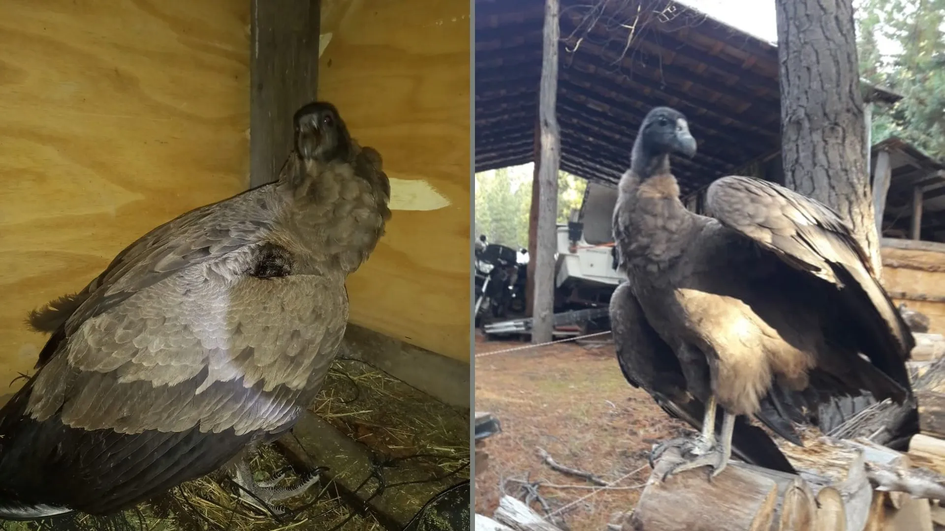 FOTOS Y VIDEOS | Así fue el rescate de un cóndor herido en Esquel ...