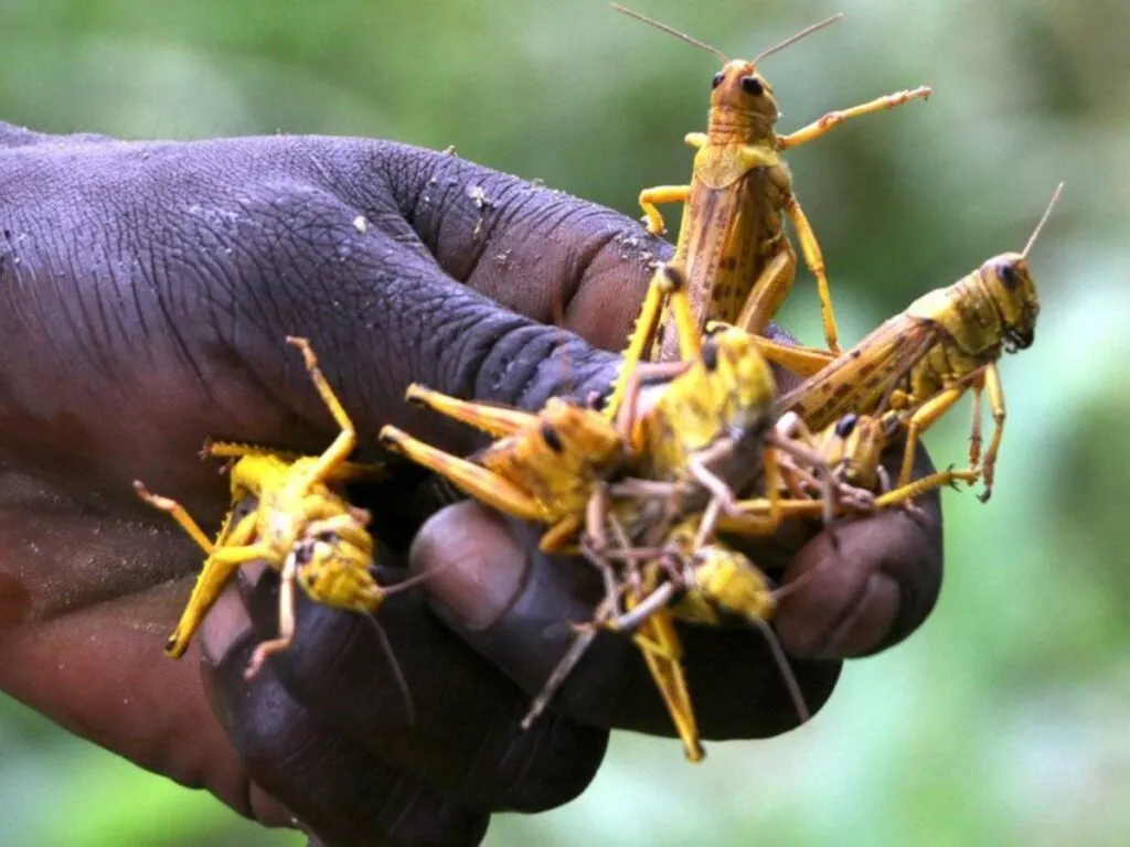 Singapur aprobó el consumo de 16 especies de insectos - Radio 3 Cadena ...