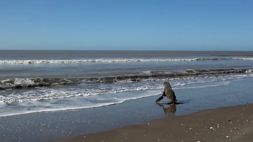 VIDEO | La emoción de un lobo marino al regresar al mar tras ser ...