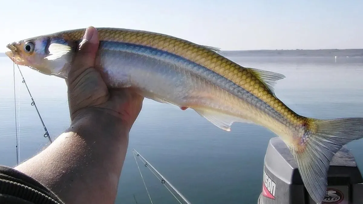 Cuáles son las mejores lagunas para pescar pejerrey - Radio 3 Cadena Patagonia