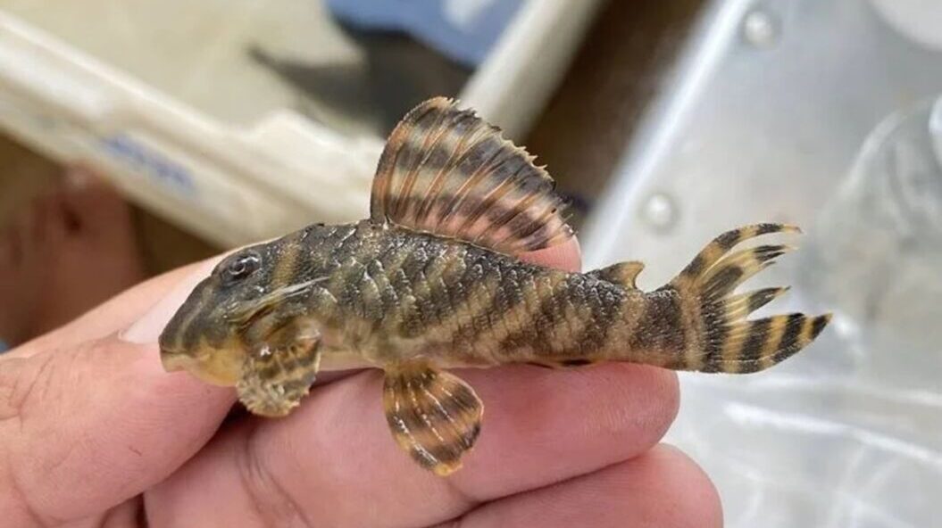 Descubren una nueva especie de bagre en el río Tocantins, Brasil ...