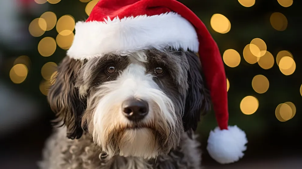 Zoonosis Trelew alertó por perros perdidos y secuelas por el uso de ...