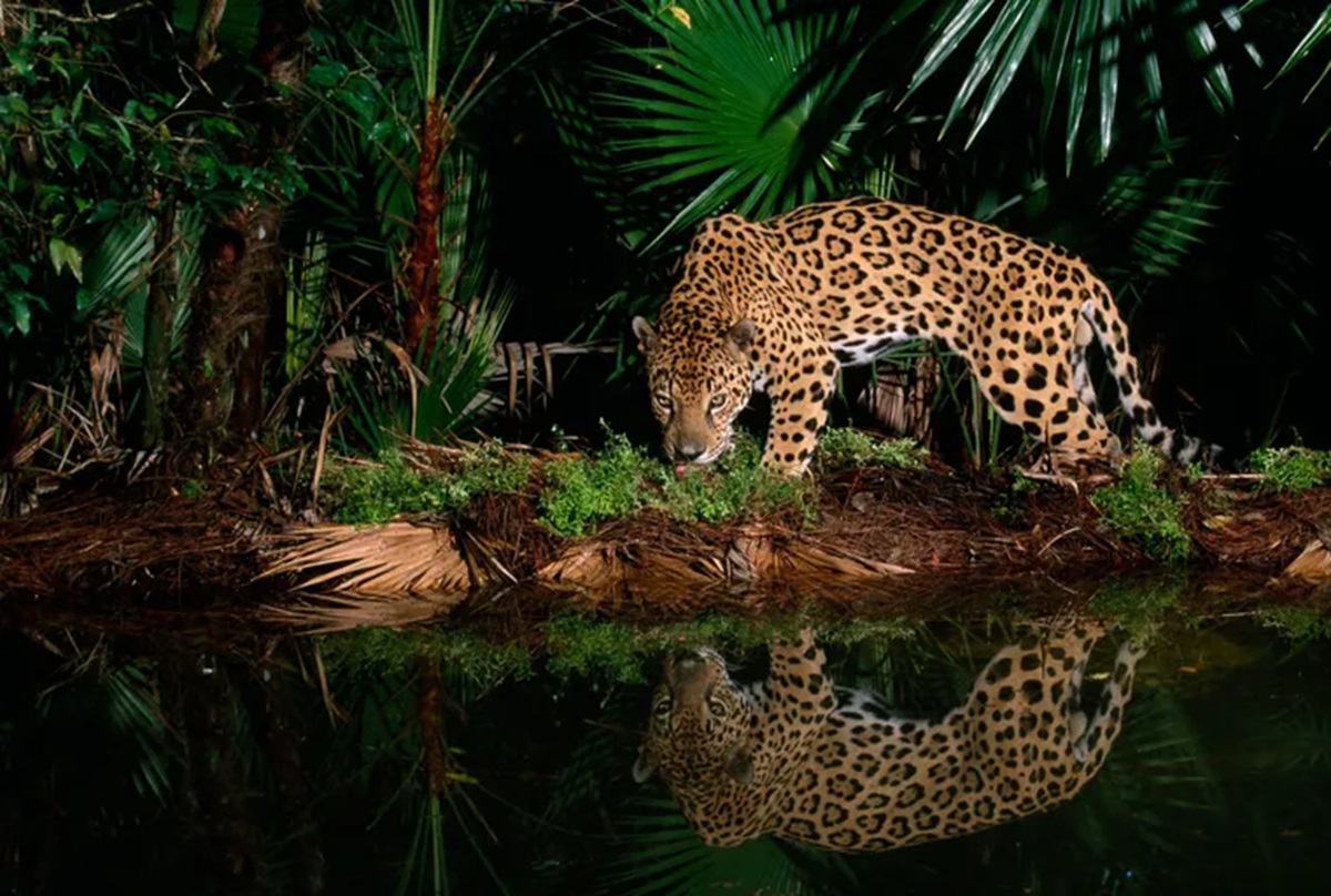 Leopardo vs Jaguar: diferencias clave entre estos felinos similares ...