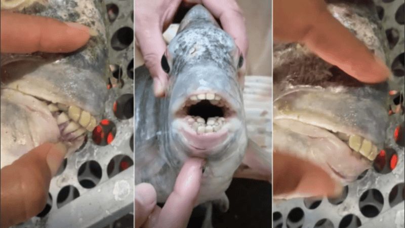 Descubren un pez con "dientes humanos" - Radio 3 Cadena Patagonia