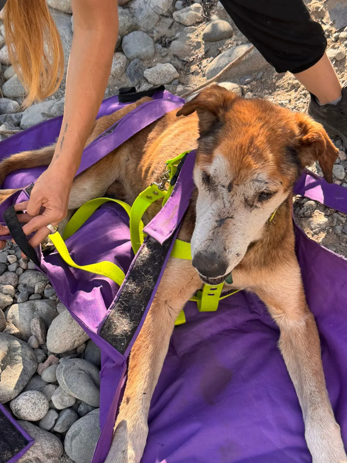 El testimonio de los héroes que rescatan animales en el incendio en El ...